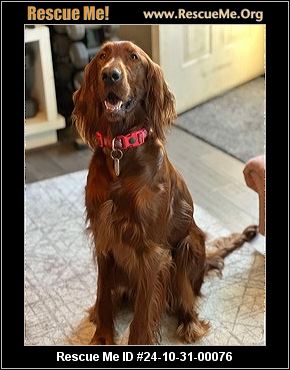 - Virginia Dog Rescue - ADOPTIONS - Rescue Me!