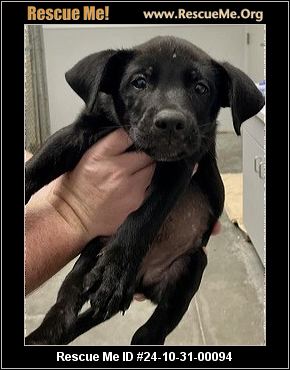- Texas Mutt Rescue - ADOPTIONS - Rescue Me!