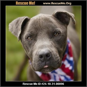 - Texas Mutt Rescue - ADOPTIONS - Rescue Me!