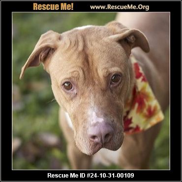 - Texas Mutt Rescue - ADOPTIONS - Rescue Me!