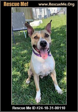 - Texas Mutt Rescue - ADOPTIONS - Rescue Me!