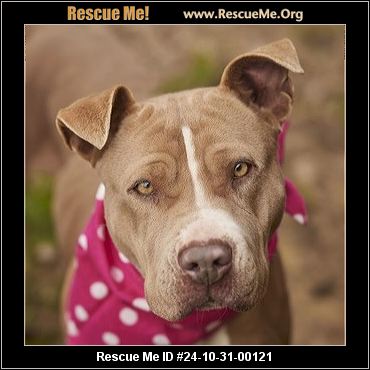 - Texas Mutt Rescue - ADOPTIONS - Rescue Me!