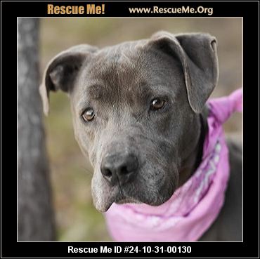 - Texas Mutt Rescue - ADOPTIONS - Rescue Me!