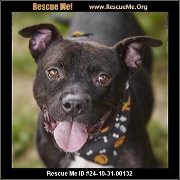 - Texas Mutt Rescue - ADOPTIONS - Rescue Me!