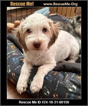 - Illinois Poodle Rescue - ADOPTIONS - Rescue Me!