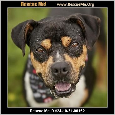 - Texas Mutt Rescue - ADOPTIONS - Rescue Me!
