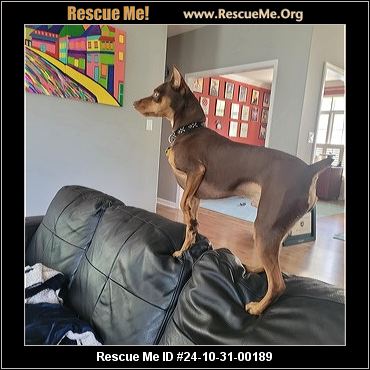 - North Carolina Miniature Pinscher Rescue - ADOPTIONS - Rescue Me!