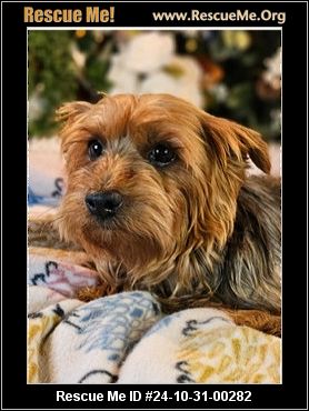 - Colorado Yorkie Rescue - ADOPTIONS - Rescue Me!