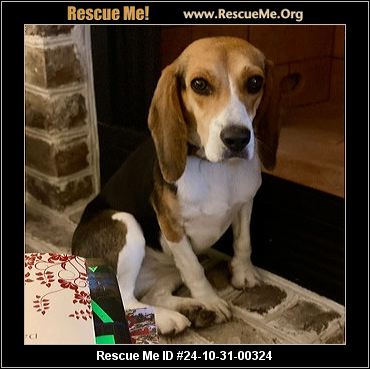 - South Carolina Dog Rescue - ADOPTIONS - Rescue Me!