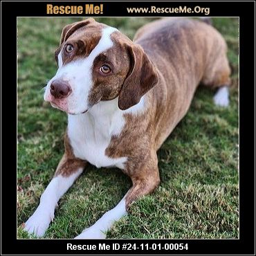- North Carolina Beagle Rescue - ADOPTIONS - Rescue Me!
