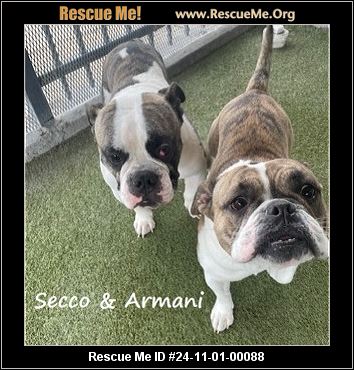 - Texas Mutt Rescue - ADOPTIONS - Rescue Me!