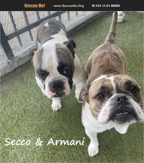 ADOPT 24110100088 ~ Bulldog Rescue ~ Houston, TX