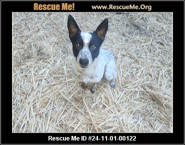 - California Australian Cattle Dog Rescue - ADOPTIONS - Rescue Me!