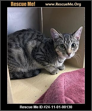 - New Jersey Cat Rescue - ADOPTIONS - Rescue Me!