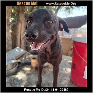 - Texas Mutt Rescue - ADOPTIONS - Rescue Me!