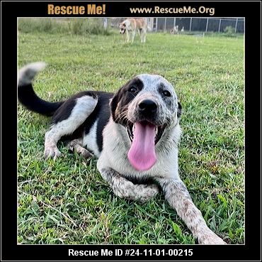 - Oklahoma Dog Rescue - ADOPTIONS - Rescue Me!
