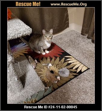 - Washington Cat Rescue - ADOPTIONS - Rescue Me!