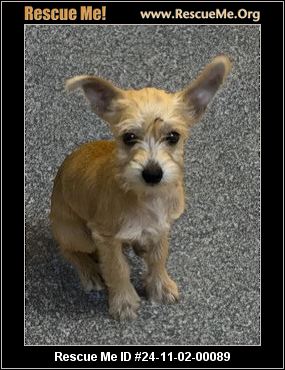 - Texas Mutt Rescue - ADOPTIONS - Rescue Me!