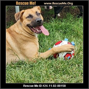- Texas Mutt Rescue - ADOPTIONS - Rescue Me!