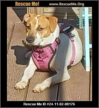 - Mississippi Dog Rescue - ADOPTIONS - Rescue Me!