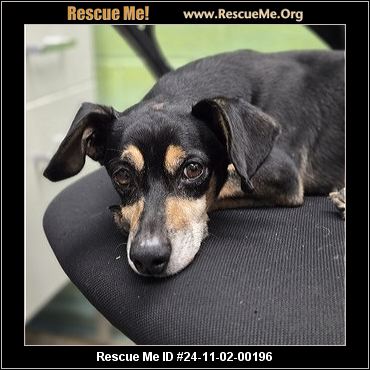 - Texas Mutt Rescue - ADOPTIONS - Rescue Me!