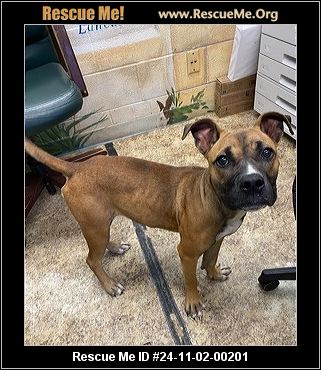 - Texas Boxer Rescue - ADOPTIONS - Rescue Me!