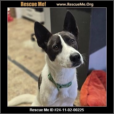 - Texas Mutt Rescue - ADOPTIONS - Rescue Me!