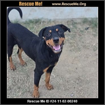 - Texas Mutt Rescue - ADOPTIONS - Rescue Me!