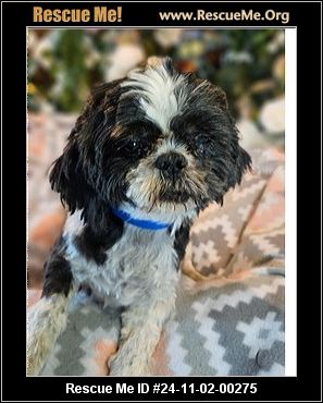 - Colorado Dog Rescue - ADOPTIONS - Rescue Me!