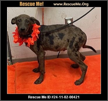 - Texas Mutt Rescue - ADOPTIONS - Rescue Me!