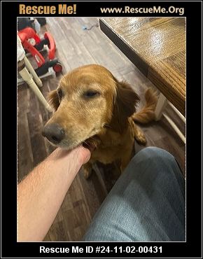 - Indiana Golden Retriever Rescue - ADOPTIONS - Rescue Me!
