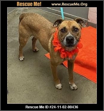 - Texas Mutt Rescue - ADOPTIONS - Rescue Me!