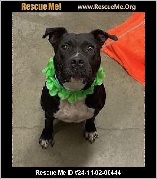 - Texas Mutt Rescue - ADOPTIONS - Rescue Me!
