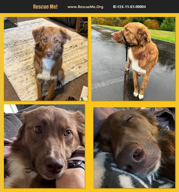 ADOPT 24110300004 ~ Australian Shepherd Rescue ~ Oregon