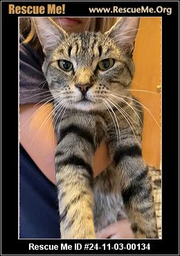 - Washington Cat Rescue - ADOPTIONS - Rescue Me!