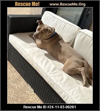 - Arizona Pit Bull Rescue - ADOPTIONS - Rescue Me!