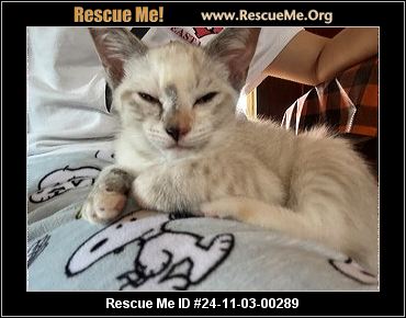 - California Cat Rescue - ADOPTIONS - Rescue Me!