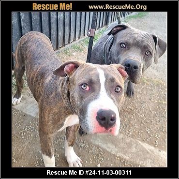 - California Pit Bull Rescue - ADOPTIONS - Rescue Me!