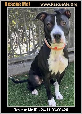 - California American Bulldog Rescue - ADOPTIONS - Rescue Me!