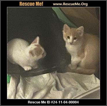 - California Cat Rescue - ADOPTIONS - Rescue Me!