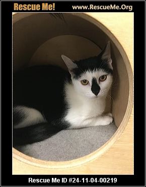 - New Jersey Cat Rescue - ADOPTIONS - Rescue Me!