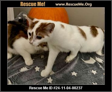 - Missouri Cat Rescue - ADOPTIONS - Rescue Me!