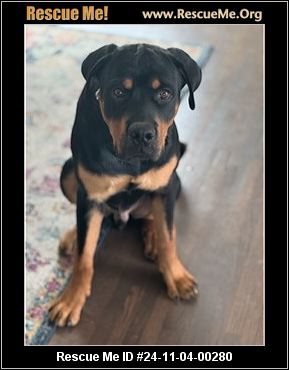 - California Rottweiler Rescue - ADOPTIONS - Rescue Me!