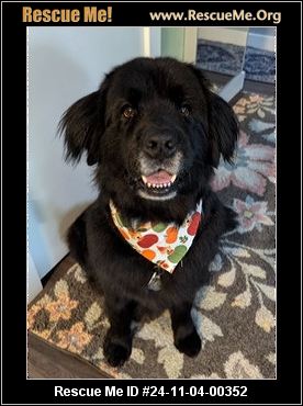 - Oregon Dog Rescue - ADOPTIONS - Rescue Me!