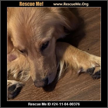 - Ohio Golden Retriever Rescue - ADOPTIONS - Rescue Me!