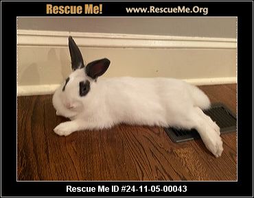 - Georgia Rabbit Rescue - ADOPTIONS - Rescue Me!