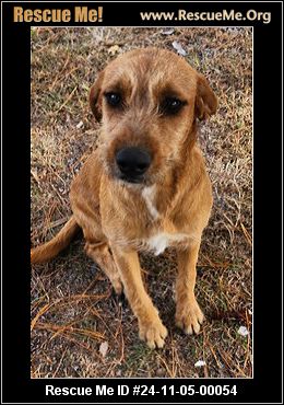 - Oklahoma Dog Rescue - ADOPTIONS - Rescue Me!