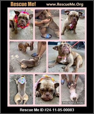 - California Bulldog Rescue - ADOPTIONS - Rescue Me!