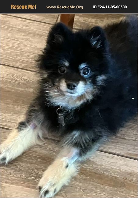 ADOPT 24110500380 ~ Pomeranian Rescue ~ Marana, AZ