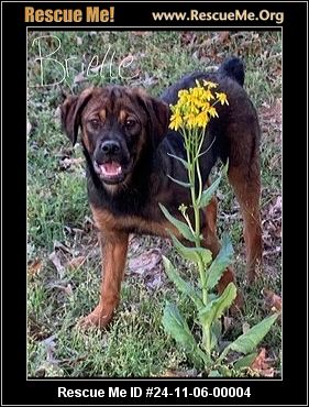 - Texas Rottweiler Rescue - ADOPTIONS - Rescue Me!